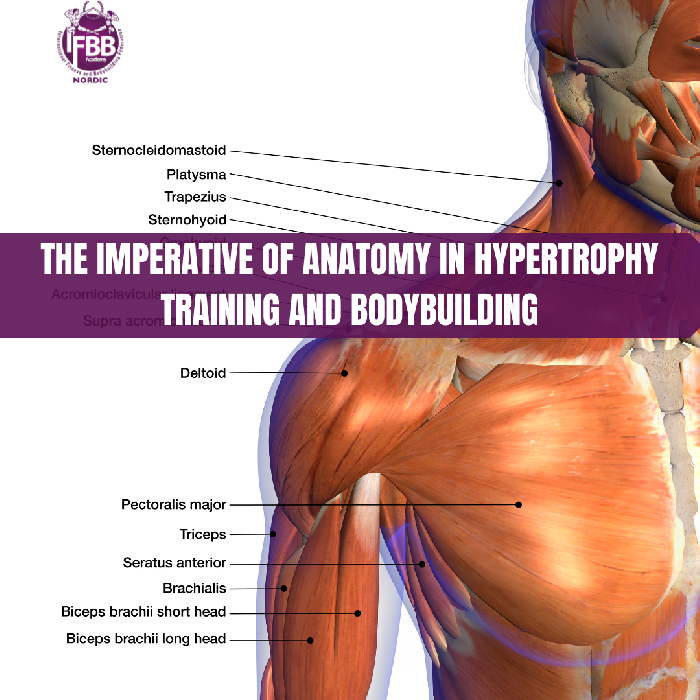 The Imperative of Anatomy in Hypertrophy Training and Bodybuilding ...